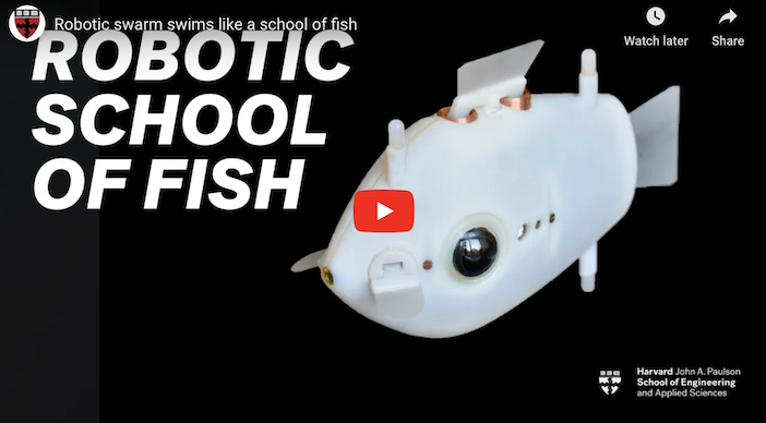 VIDEO: Harvard's robot fish could help with development of automated ...